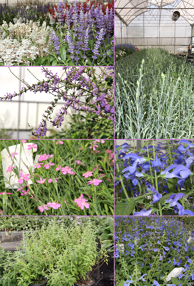 Karakterizasyon Çalışmaları – TAGEM-17/AR-GE/01 No'lu Proje